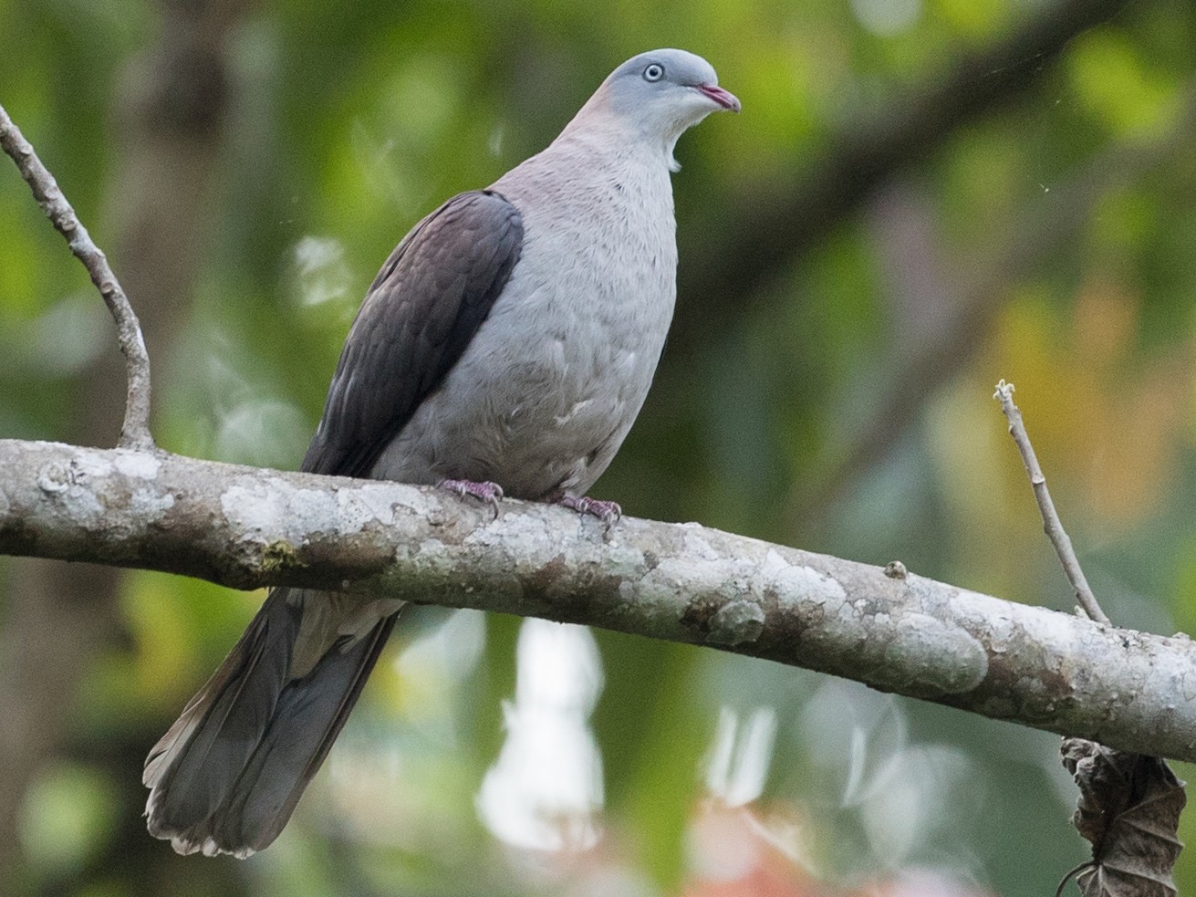 Mountain Imperial-Pigeon - eBird