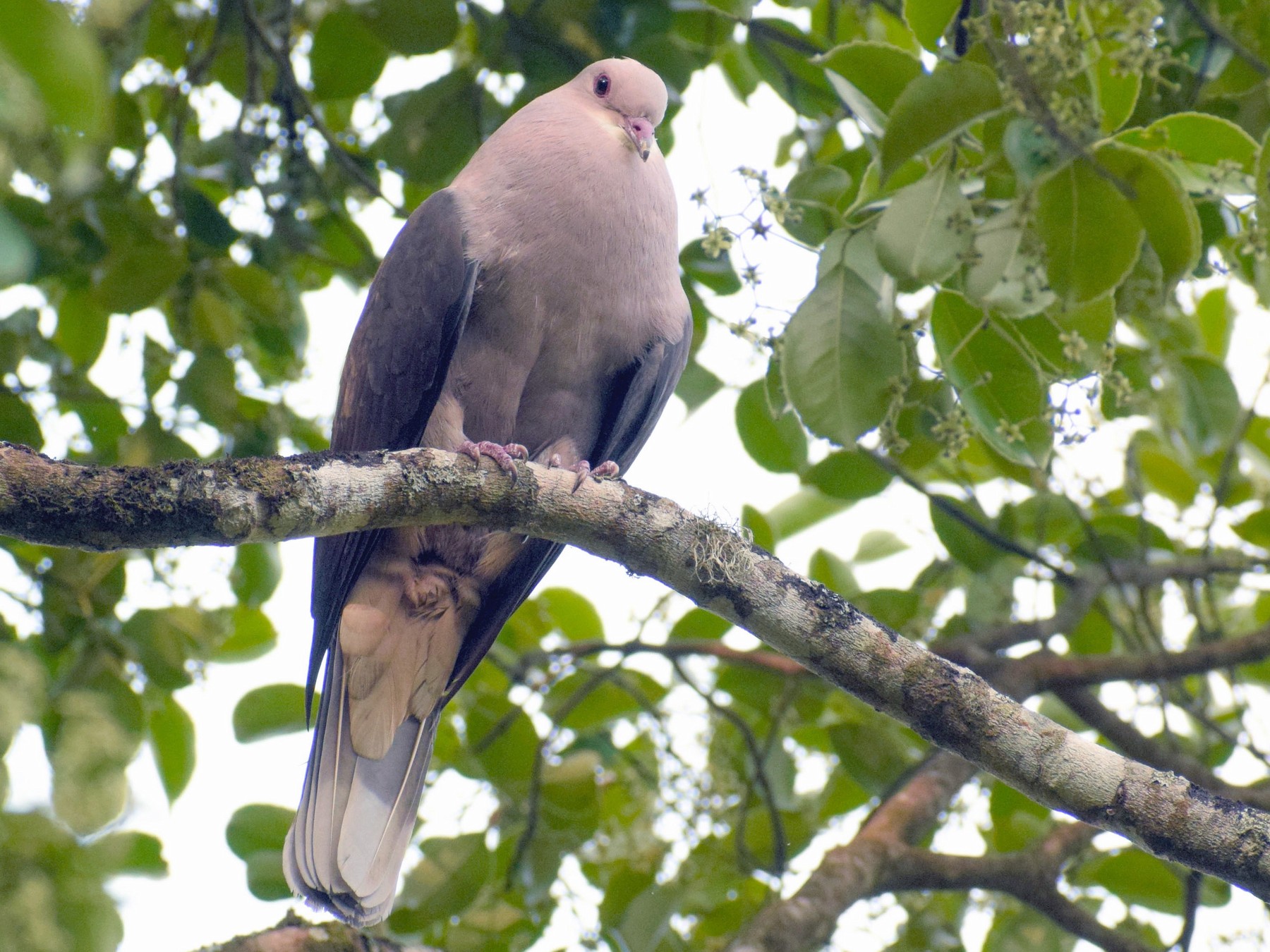 Pergam gunung (cuprea) - eBird