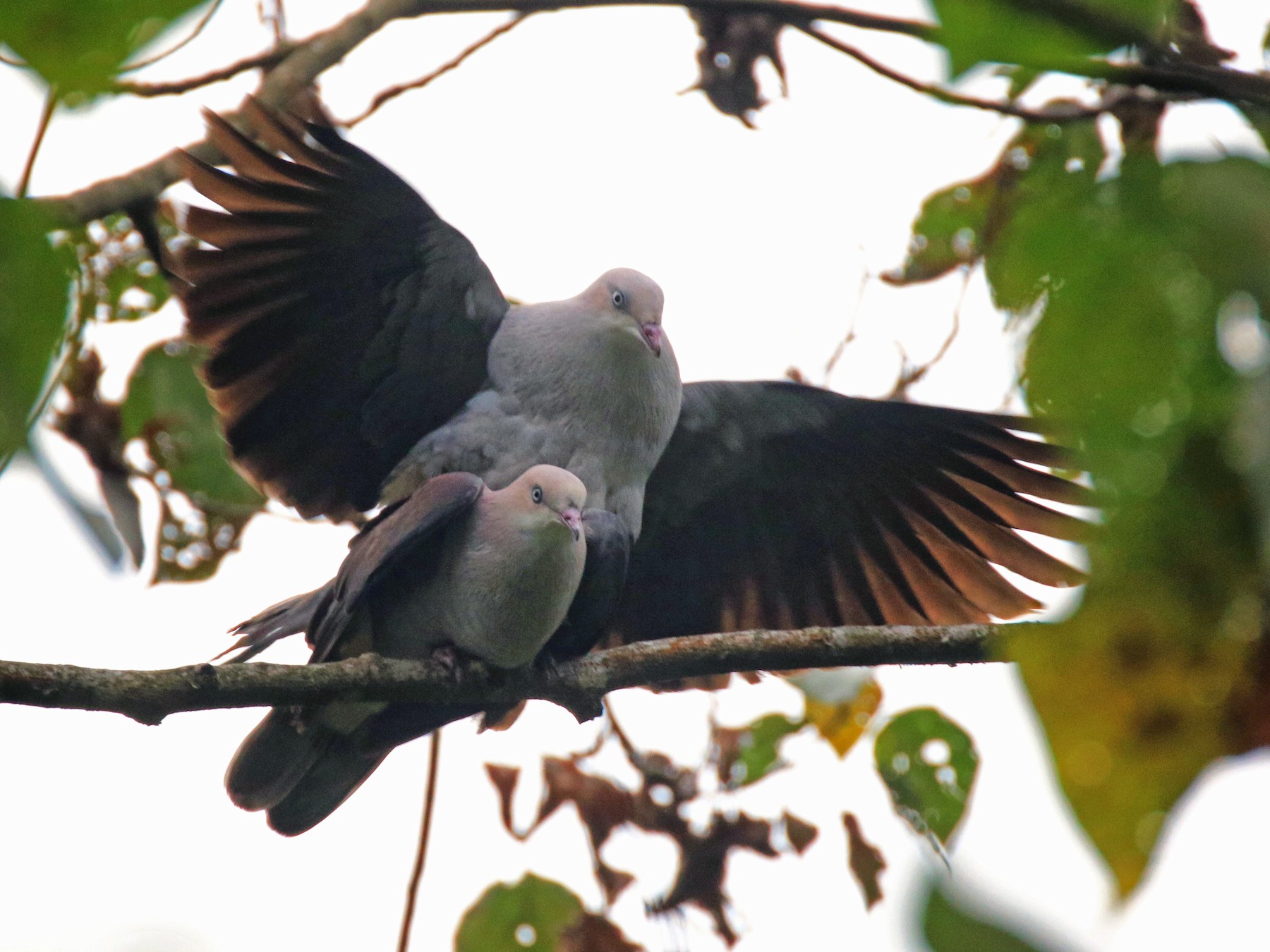 Mountain Imperial-Pigeon - eBird