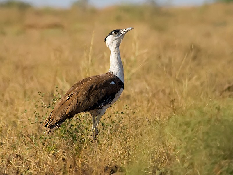 Great Indian Bustard - Ardeotis nigriceps - Birds of the World