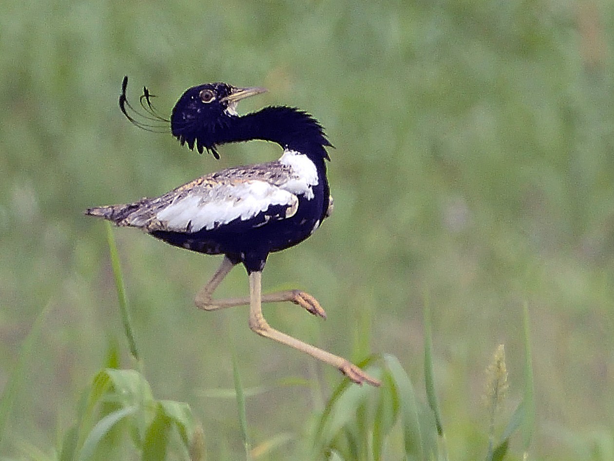 Lesser Florican