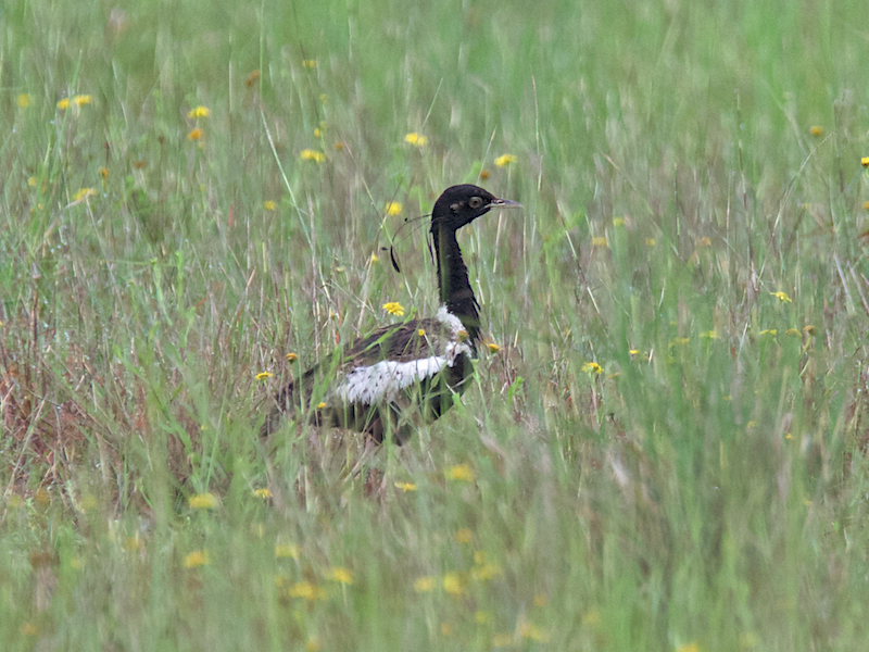 Lesser Florican - eBird