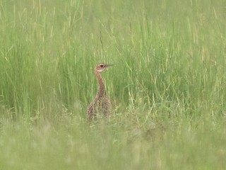 Lesser Florican - eBird