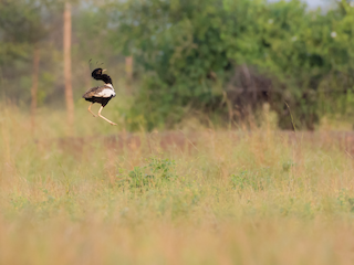 Lesser Florican - eBird