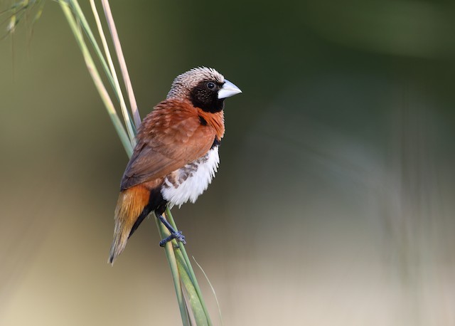 March eBirder of the Month Challenge - eBird