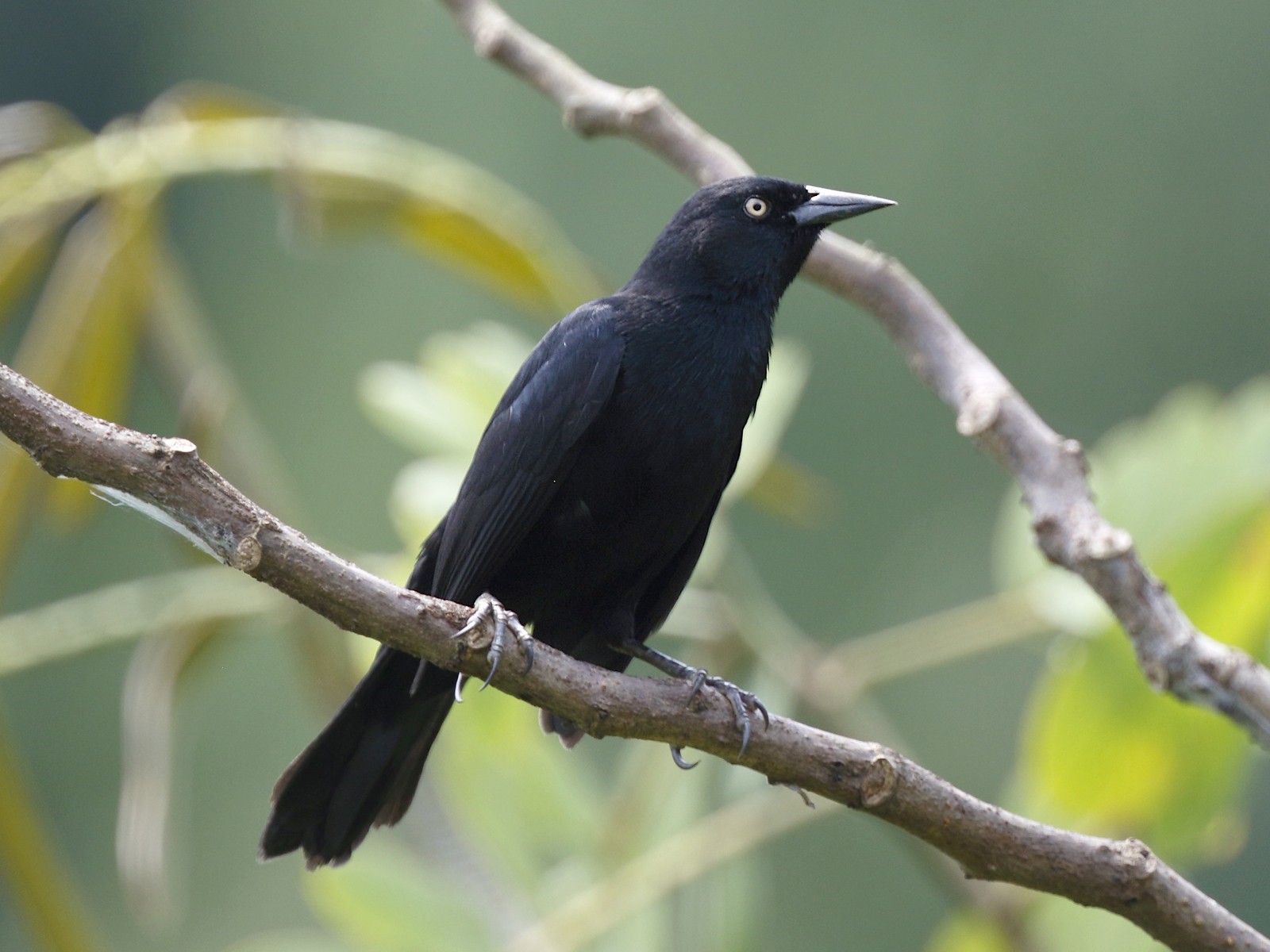 14 Black Birds With Yellow Eyes Sonoma Birding