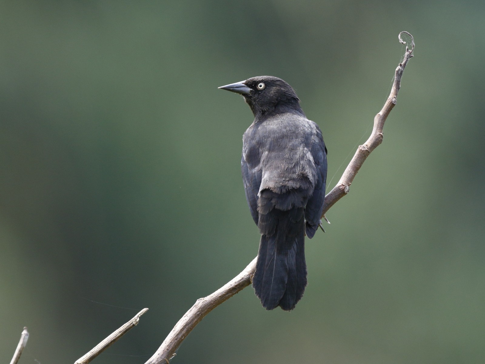 Pale-eyed Blackbird - eBird