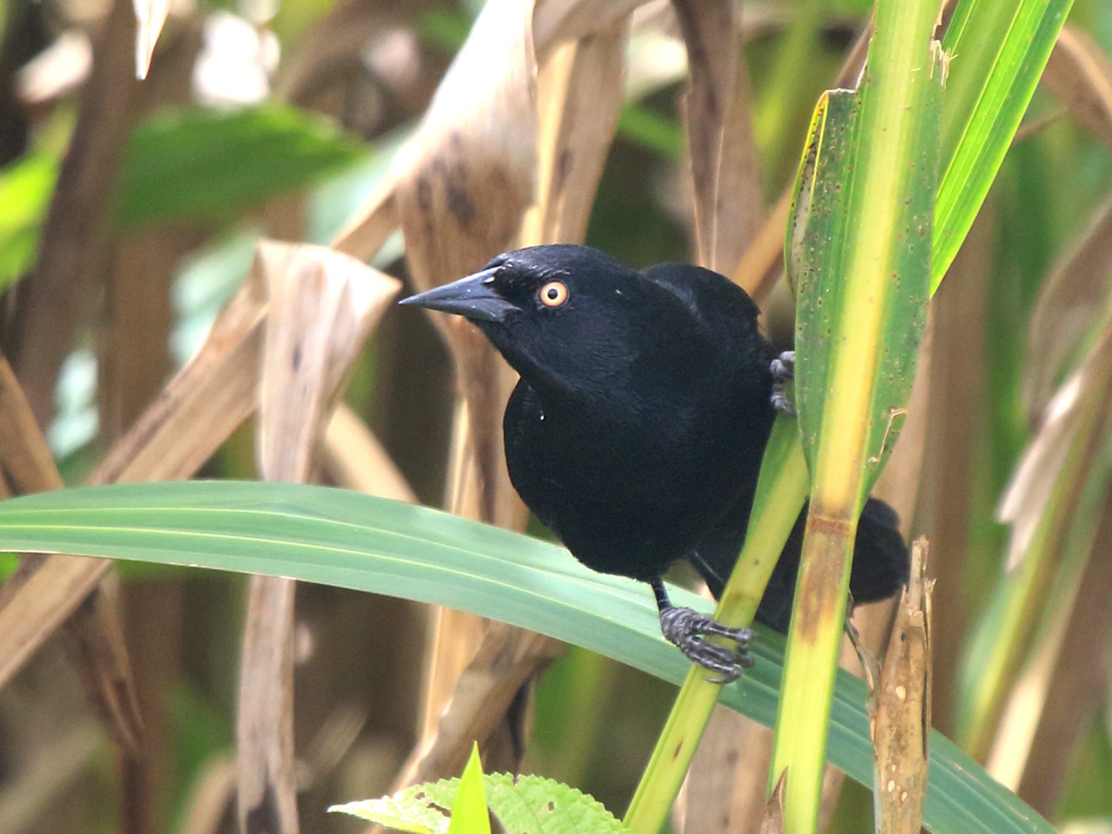 Pale-eyed Blackbird - eBird