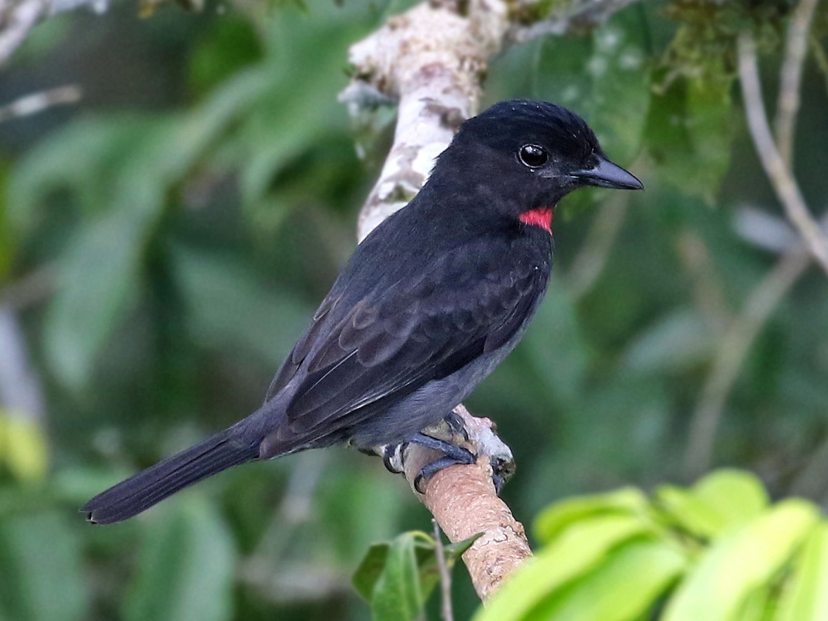 Pink-throated Becard - Pachyramphus minor - Birds of the World