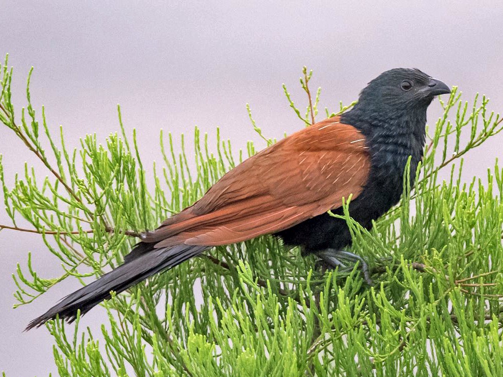 Lesser Coucal - eBird