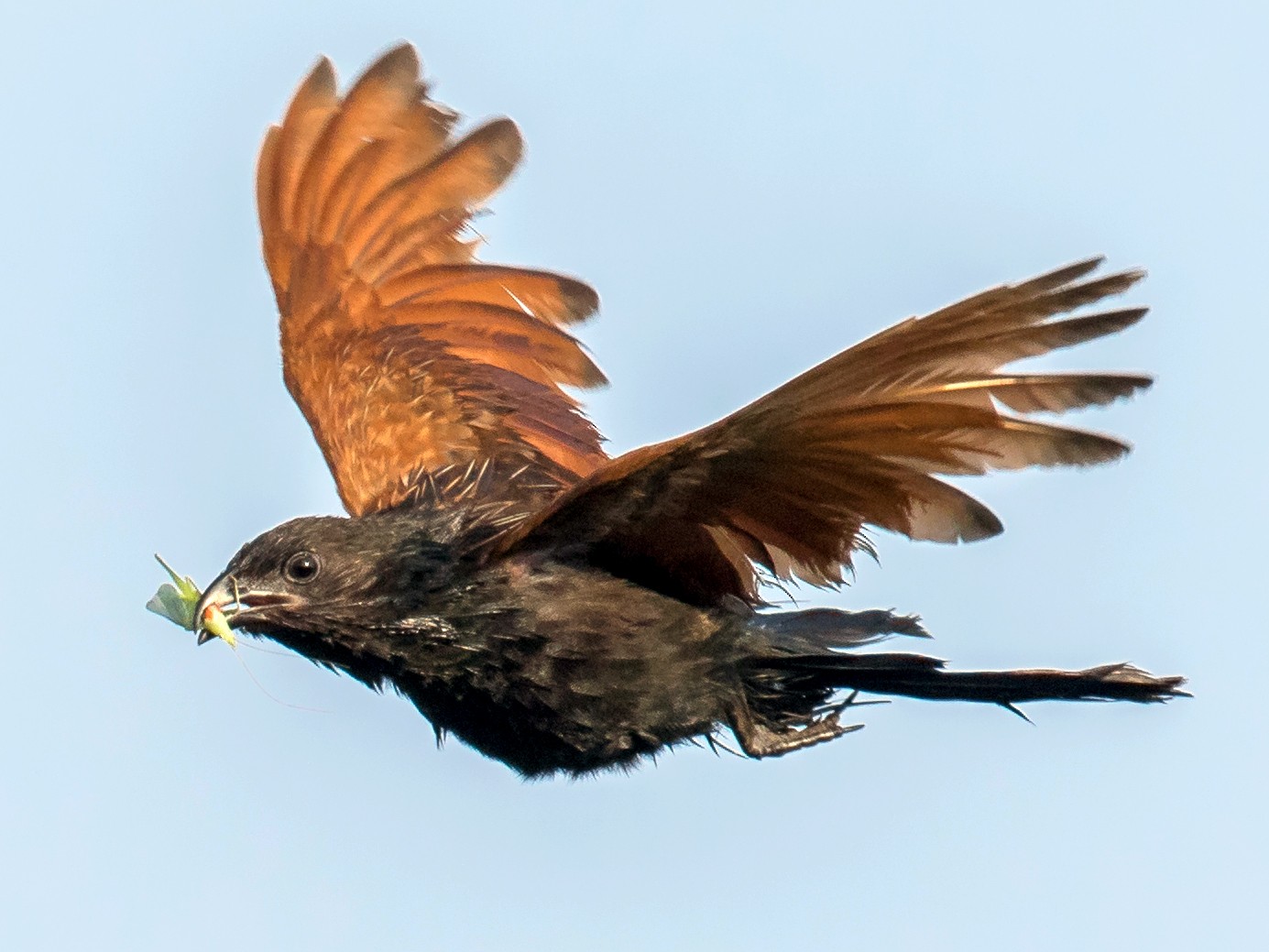 Lesser Coucal - eBird