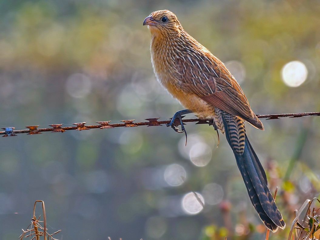 Lesser Coucal - eBird