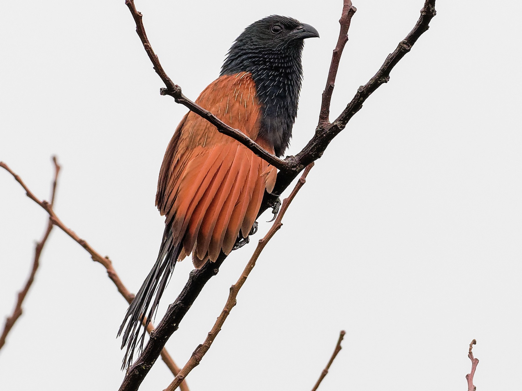 Lesser Coucal - eBird