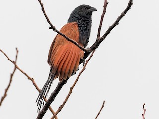 Lesser Coucal - eBird
