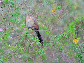 Lesser Coucal - eBird