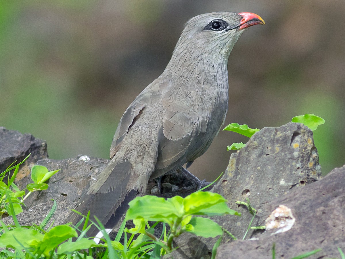 Sirkeer Malkoha - Taccocua leschenaultii - Birds of the World