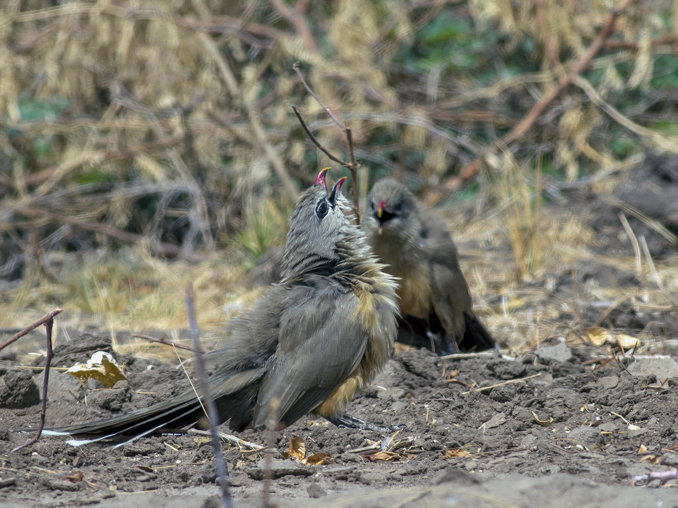 Sirkeer Malkoha - eBird