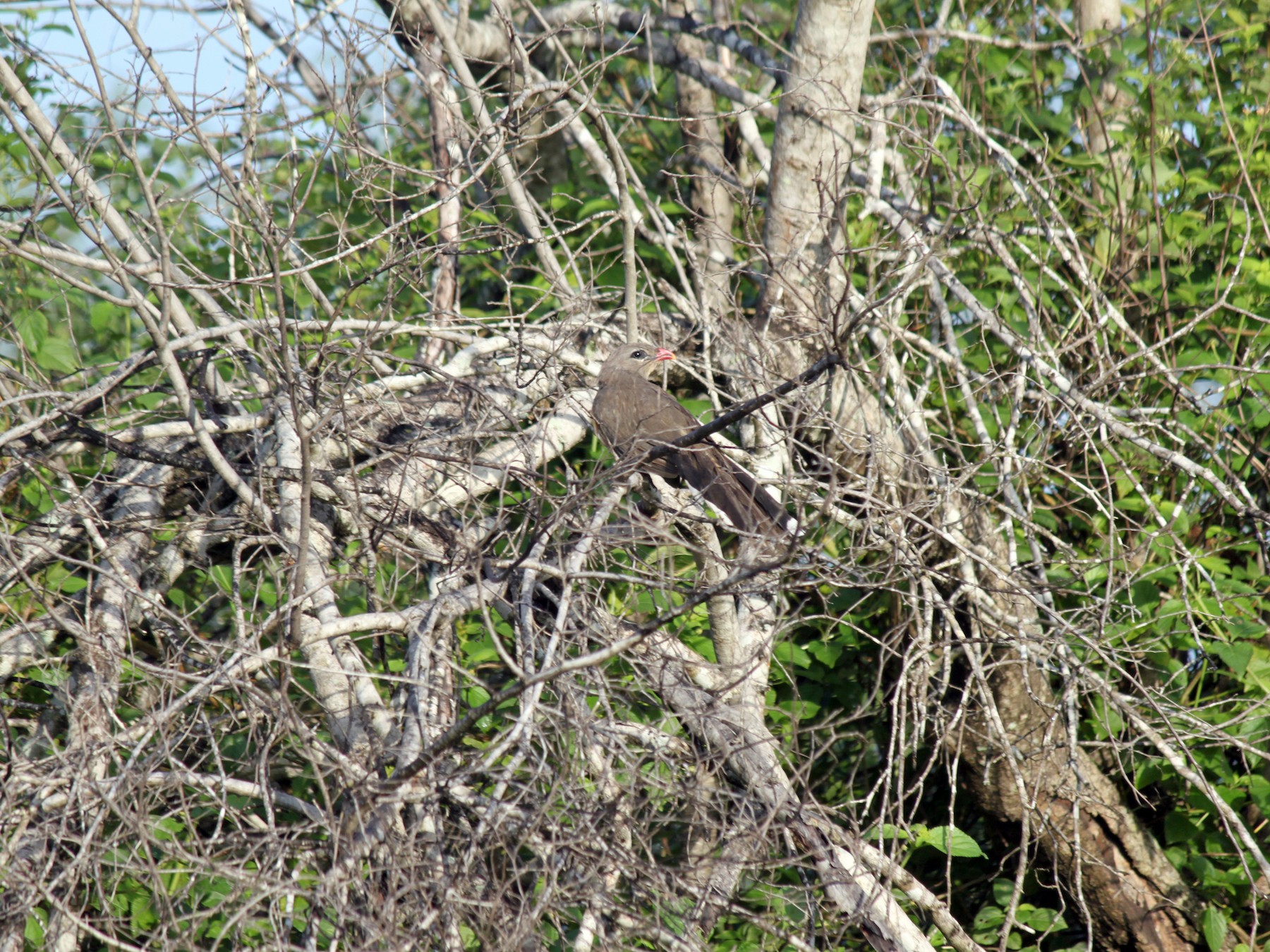 Malcoha sirkir - eBird