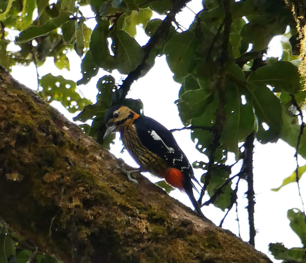 eBird India Checklist - 22 Feb 2019 - Mt. Phulchowki - General - 40 ...