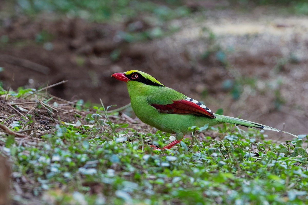 Common Green-Magpie (Common) - eBird