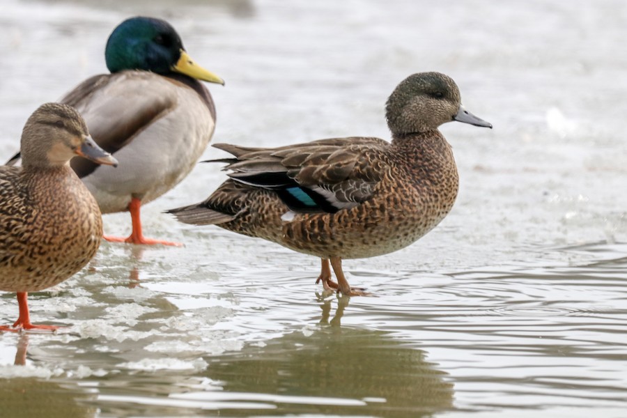 piadeira-americana x pato-escuro-americano (híbrido) - eBird