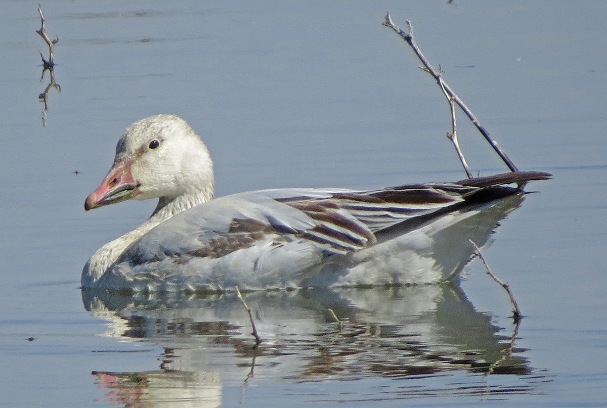 eBird Checklist - 22 Mar 2017 - Bosque del Apache NWR - 52 species