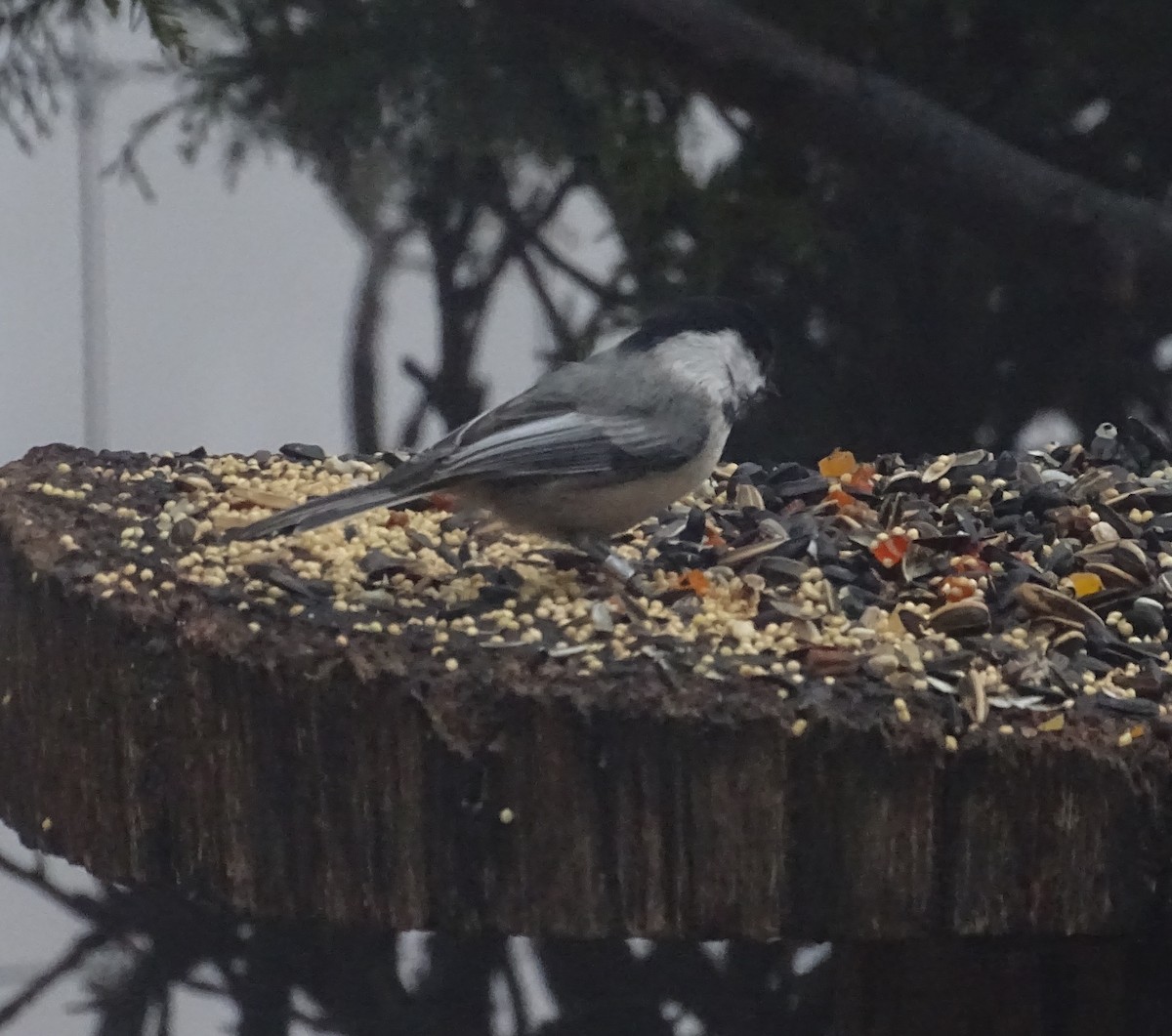 eBird Checklist - 24 Feb 2019 - Merrill Creek Reservoir--Visitor Center ...