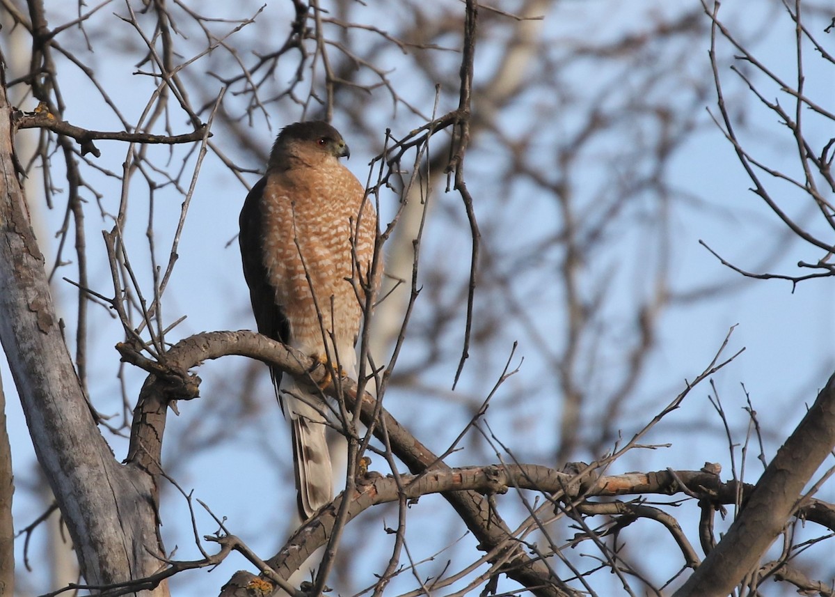eBird Checklist - 23 Feb 2019 - Sycamore Grove Park - 46 species