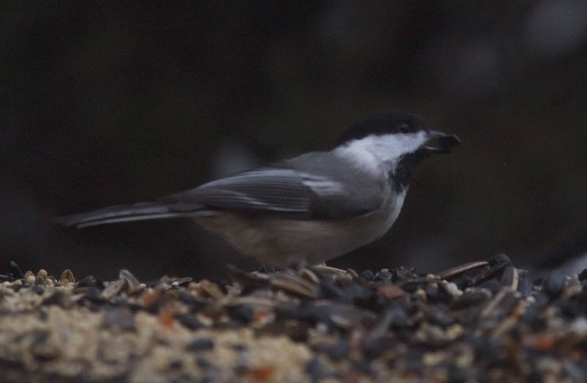 eBird Checklist - 24 Feb 2019 - Merrill Creek Reservoir - 15 species