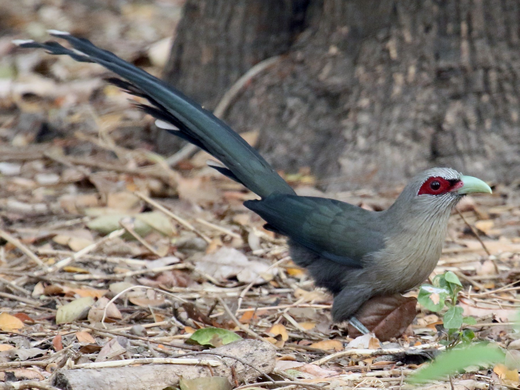 Green-billed Malkoha - eBird