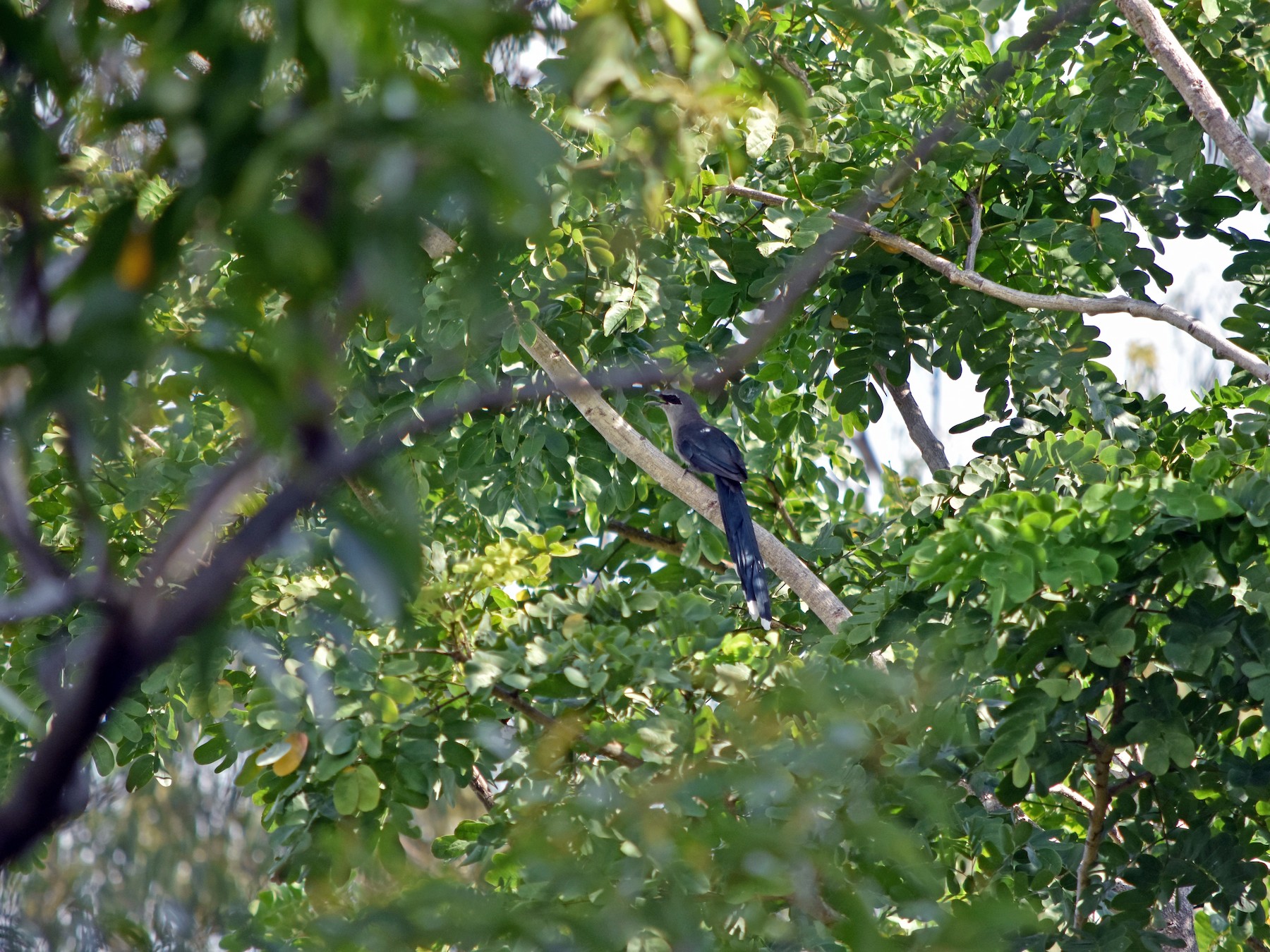 Green-billed Malkoha - eBird