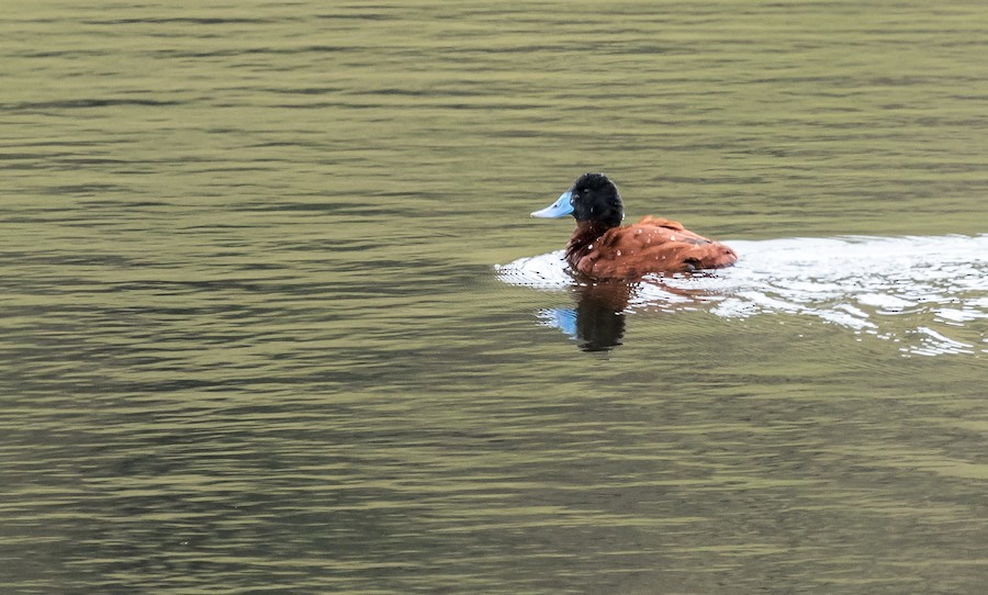 Andean Duck (andina) - eBird