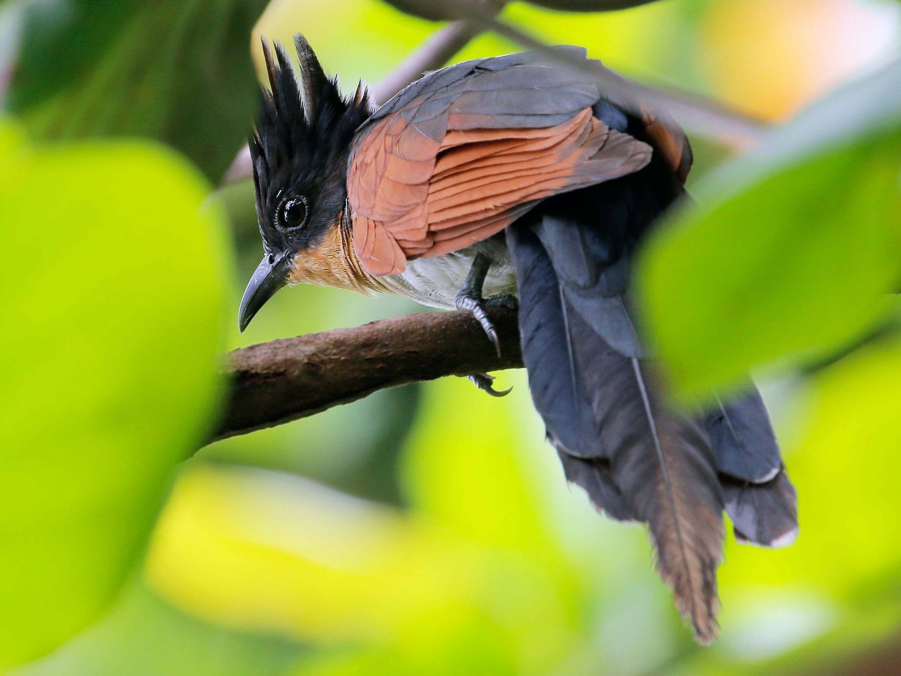 Chestnut-winged Cuckoo - eBird