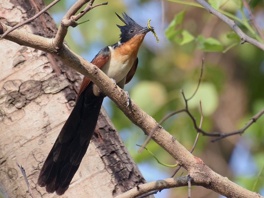Chestnut-winged Cuckoo - eBird
