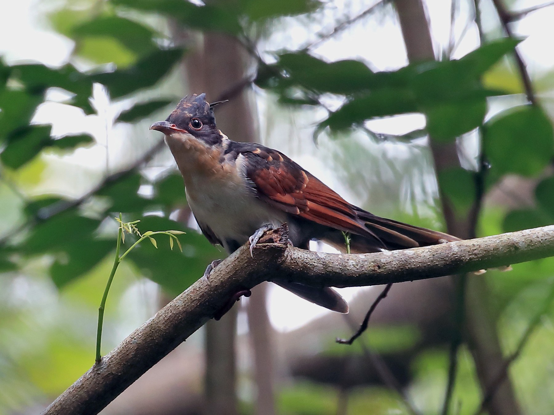 Chestnut-winged Cuckoo - eBird