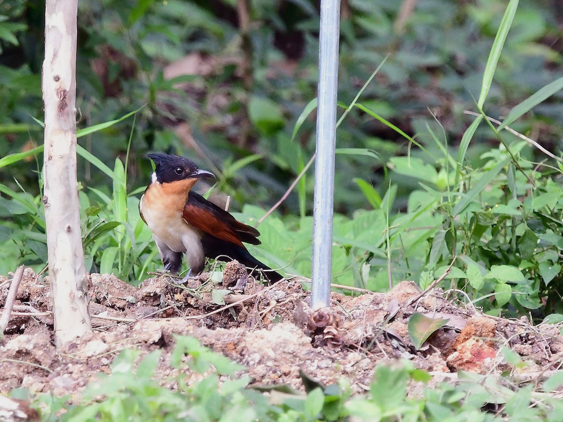 Chestnut-winged Cuckoo - eBird
