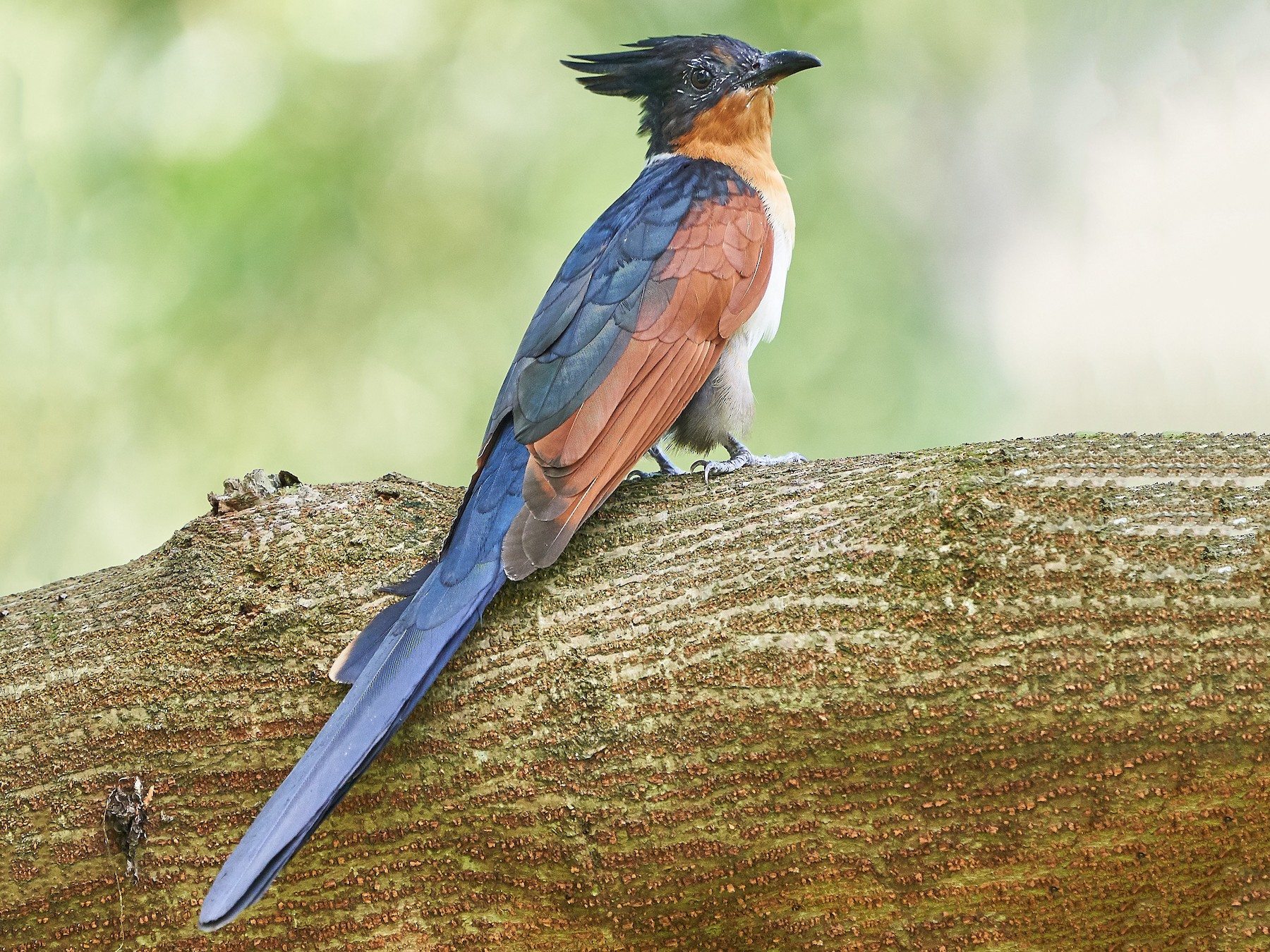 Chestnut-winged Cuckoo - eBird