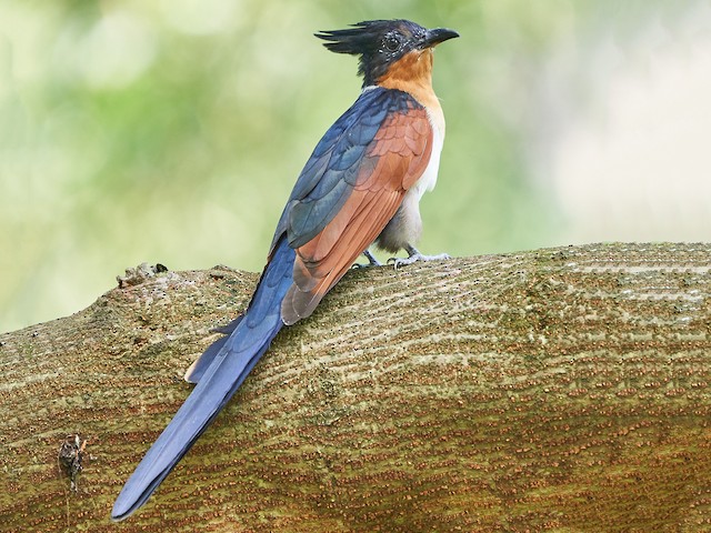 Photos - Chestnut-winged Cuckoo - Clamator coromandus - Birds of the World