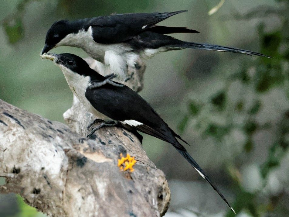 Pied Cuckoo - eBird
