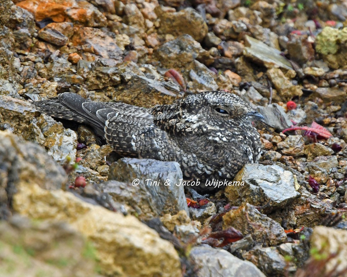 eBird Checklist - 11 Feb 2019 - Corani--aqueduct road - 45 species