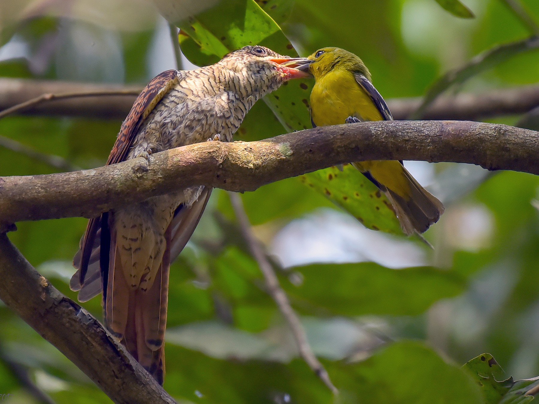 Banded Bay Cuckoo - eBird