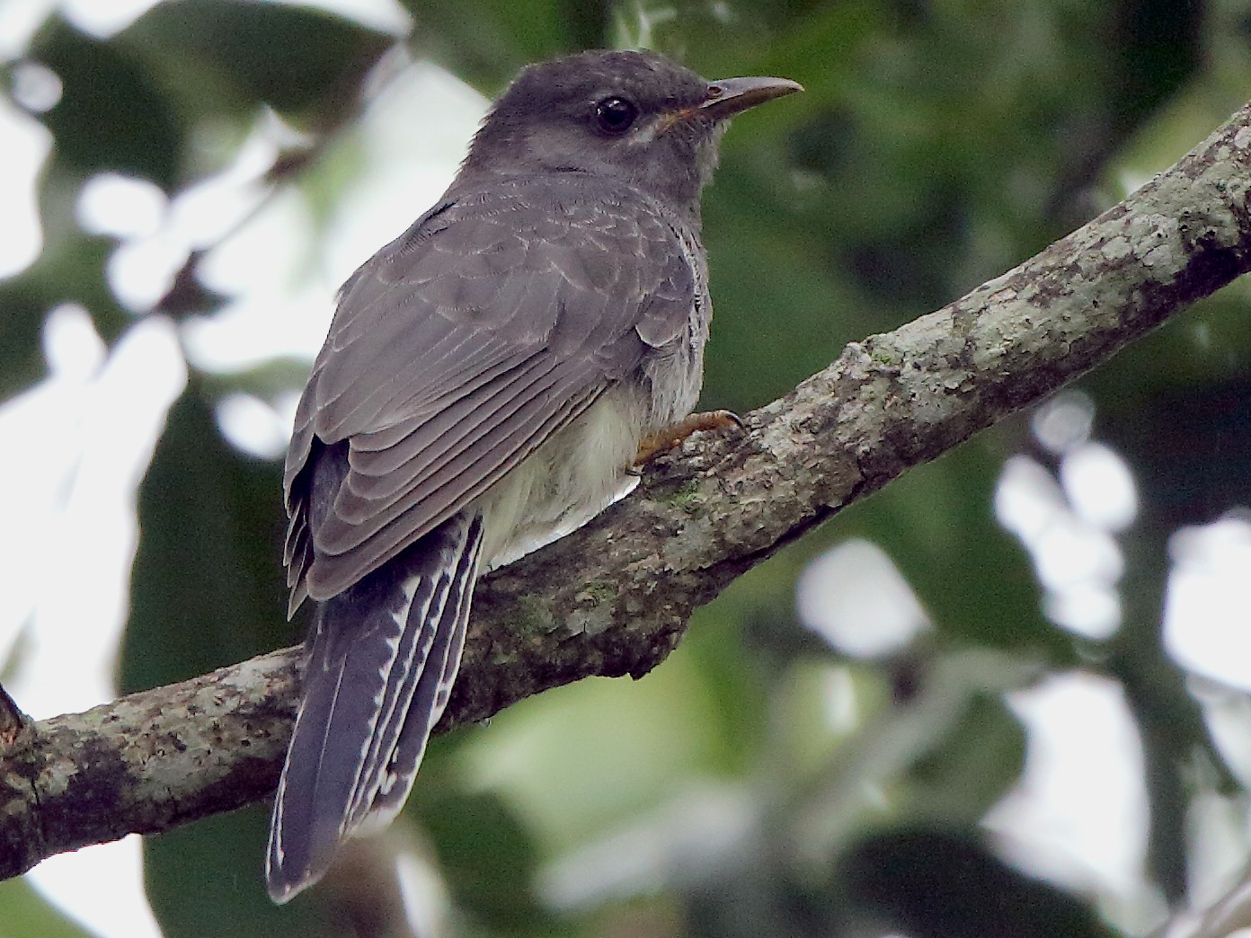 Gray-bellied Cuckoo - eBird