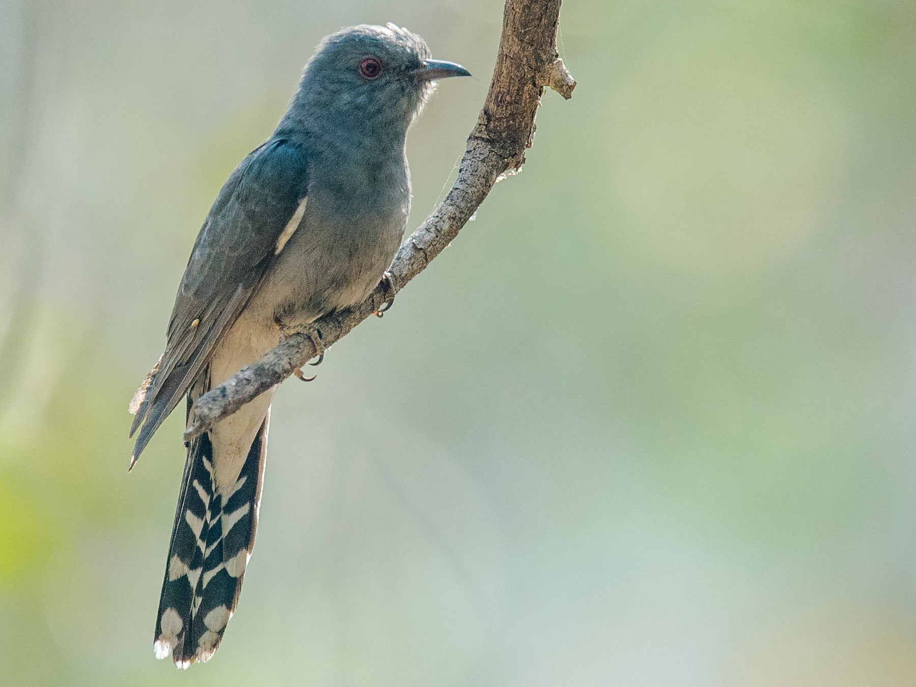 Gray-bellied Cuckoo - eBird
