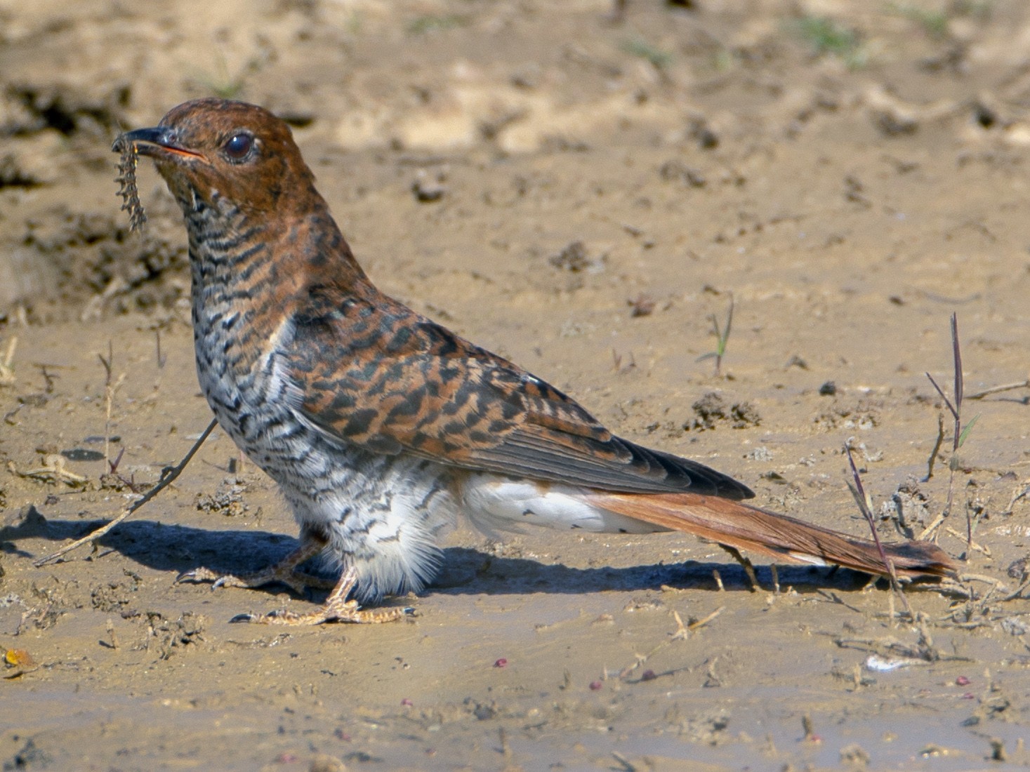 Gray-bellied Cuckoo - eBird
