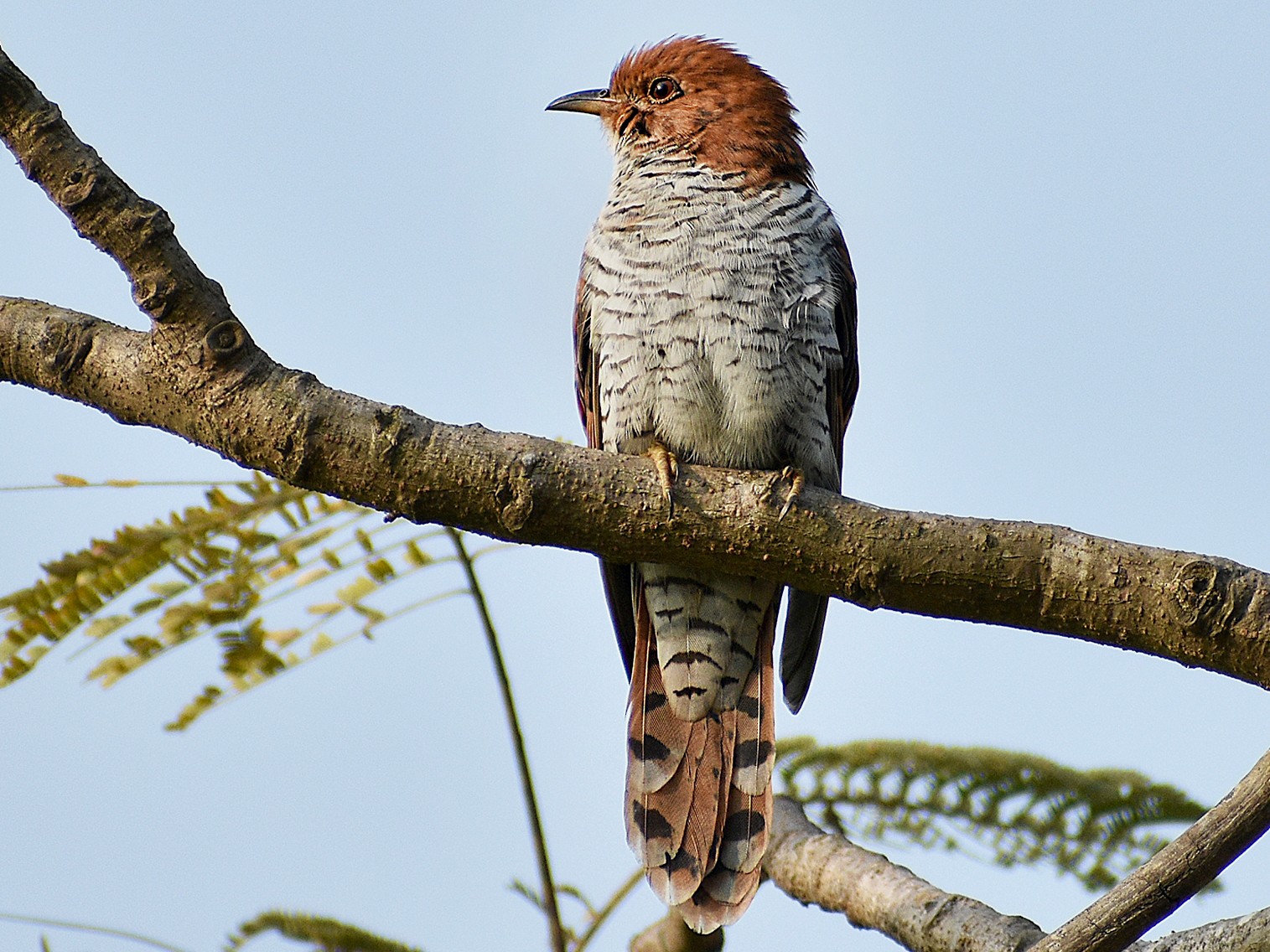 Gray-bellied Cuckoo - eBird