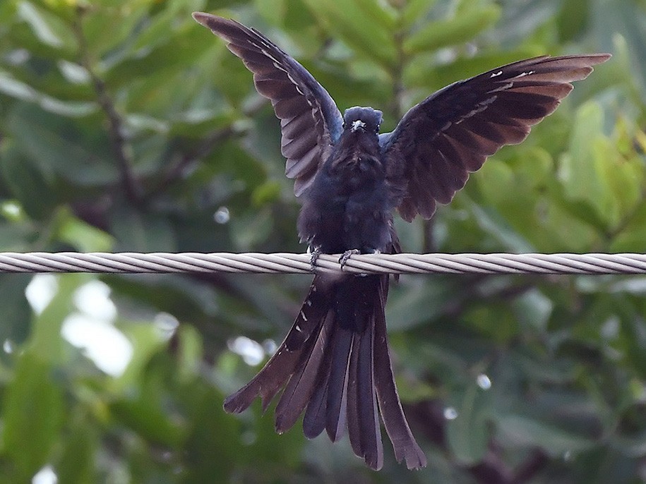 Fork-tailed Drongo-Cuckoo - eBird