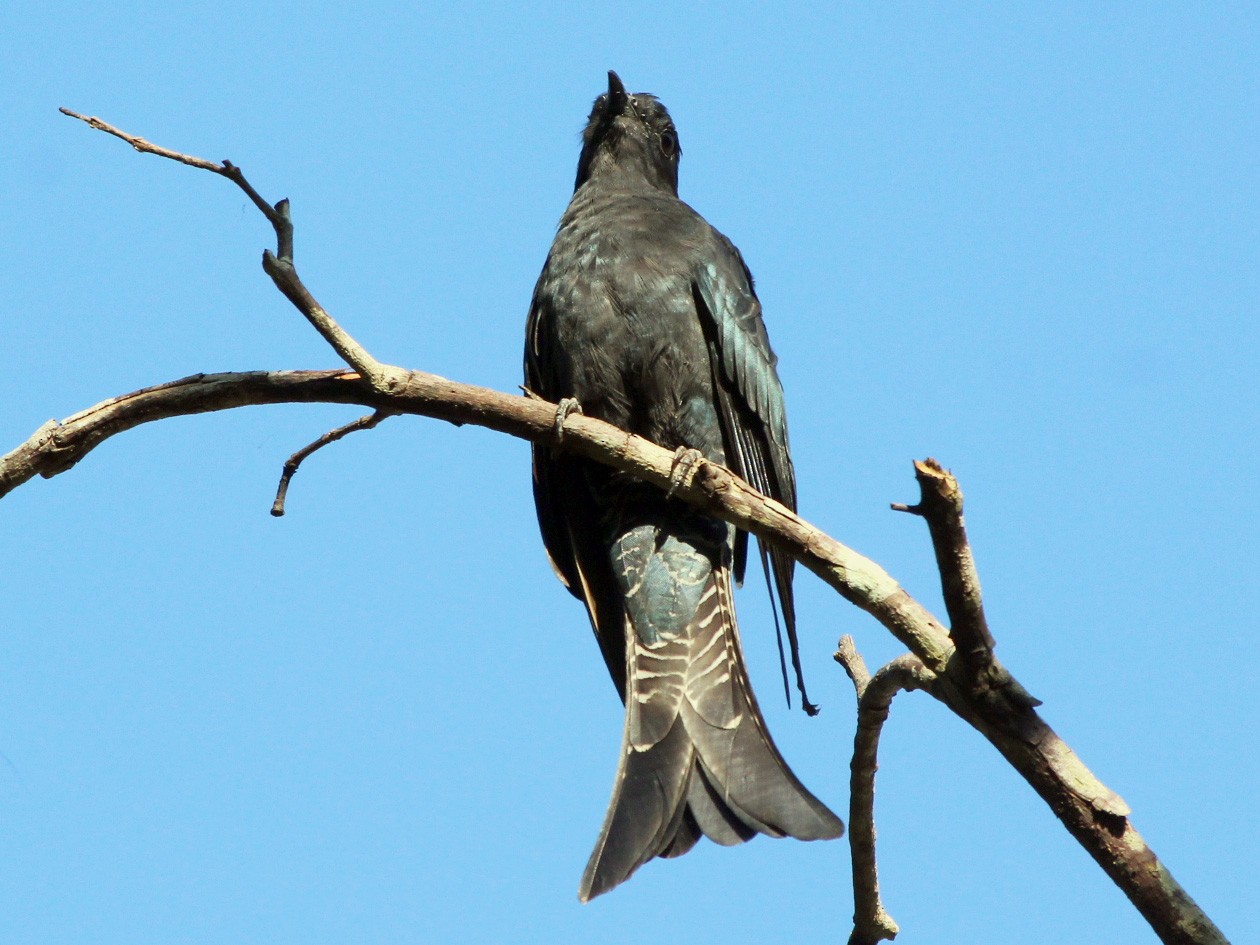 Fork-tailed Drongo-Cuckoo - eBird