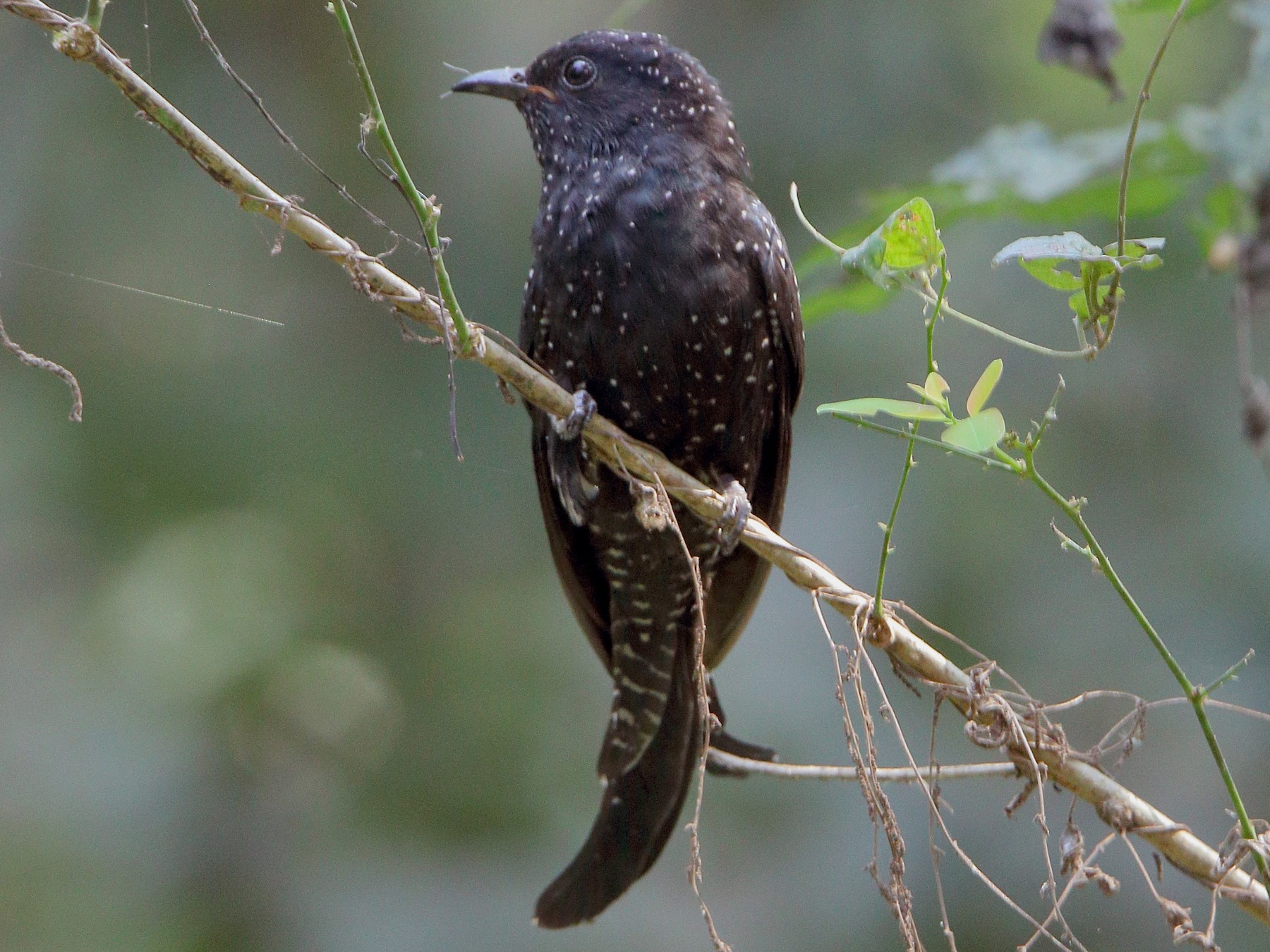 Fork-tailed Drongo-Cuckoo - eBird