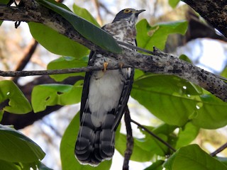Large Hawk-Cuckoo - eBird