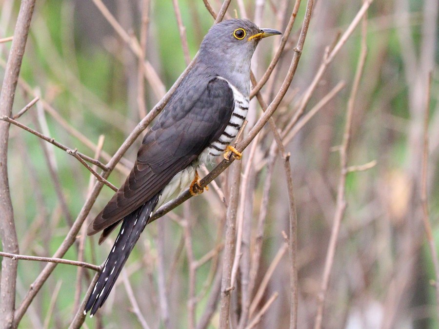 Lesser Cuckoo - eBird